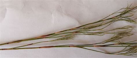 Restio Similis Plantzafrica