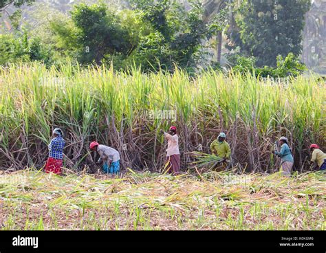 Indian Farmers Working In Sugarcane Field Early In The Morning Near