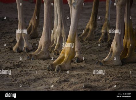 Patas De Camello Fotografías E Imágenes De Alta Resolución Alamy