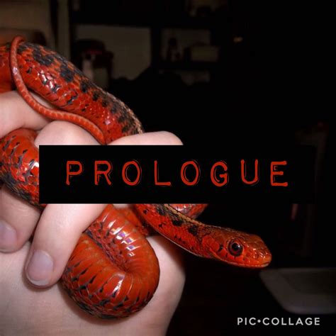 The Snake Virus Prologue Wattpad