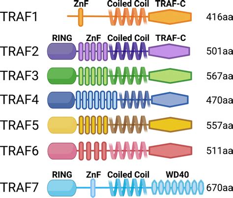 Frontiers TRAF3 Guardian Of T Lymphocyte Functions