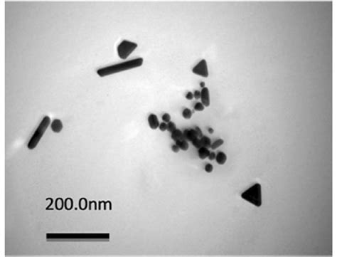 Tem Image Of Gold Nanoparticles With Various Shapes Download Scientific Diagram