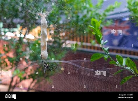 Cyrtophora Moluccensis Spider Tent Web Spider With Cyrtophora Moluccensis Spider Tent Web
