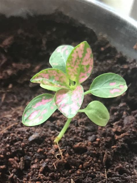 My Girlfriends Polka Dot Plant Has A Mutation Whorled Phyllotaxy