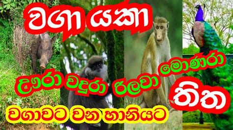 ඌරා රිලවා වදුරා මොණරා ආදි සතුන්ගෙන් වගාව ආරක්ෂා කිරීමට වගා යකා