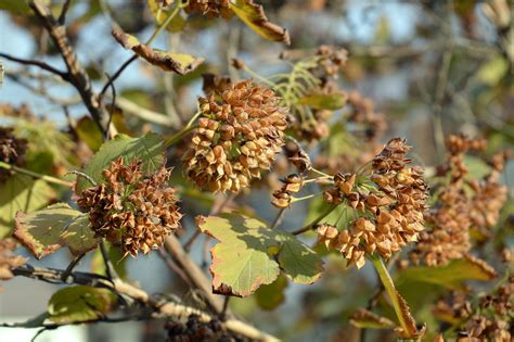 Fotos Gratis árbol Naturaleza Rama Fruta Hoja Flor Arbusto