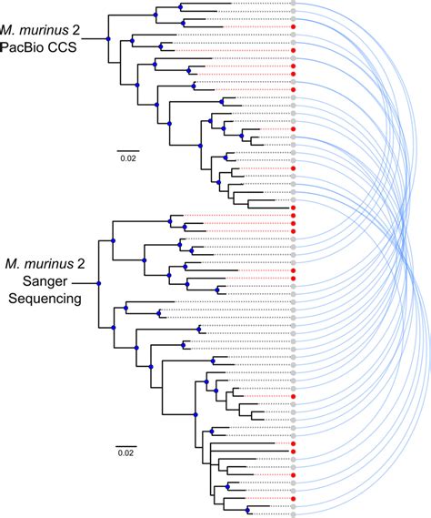 Arcplot Of Ccs And Yoder Et Al V1r I Bayesian Phylogenies Blue Lines Download Scientific