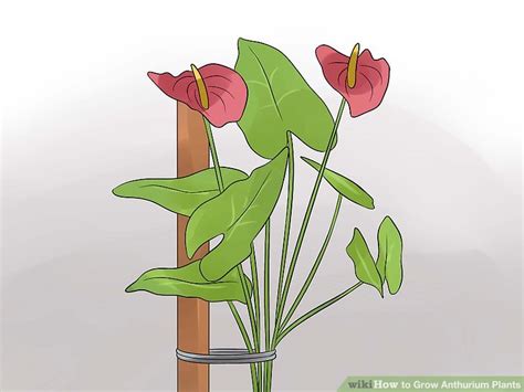 How To Grow Anthurium Plants 15 Steps With Pictures Wikihow