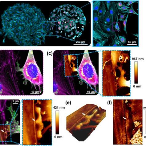 Afm Fluorescence Correlative Imaging Of Heterotypic Cellcell Contacts