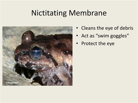 Ppt Frog Dissection Powerpoint Presentation Free Download Id2282884