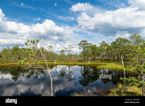 Viru Bog One Of The Most Famous Bogs Located In Lahemaa National Park