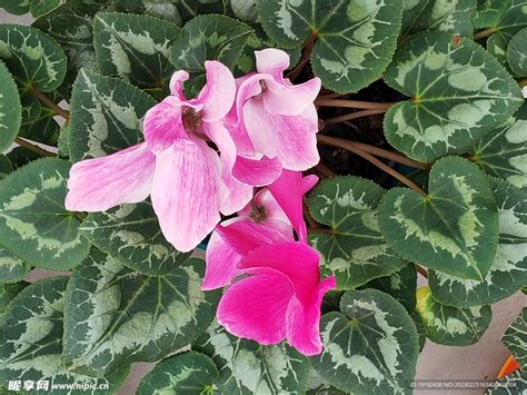 仙客来 摄影图 花草 生物世界 摄影图库 昵图网