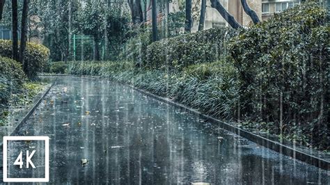 마음이 맑아지는 산책길에 폭우 빗소리 불안을 달래고 마음의 안정 And 긴장 완화에 효과적인 백색소음 Youtube