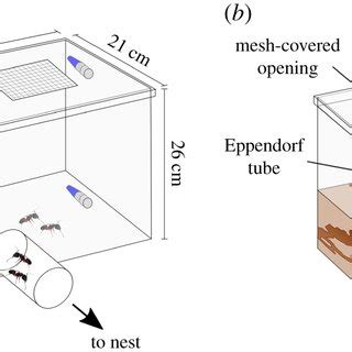 Graphical Illustrations Of The Experimental Design Used For Testing