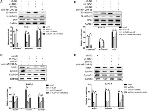 Effects Of Tug1 Knockdown Or Mir 299 3p Inhibition On Emt And The