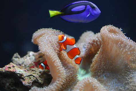 Visiting The Seattle Aquarium