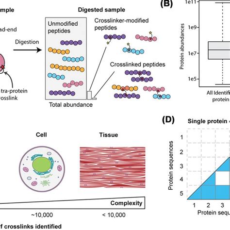 Pdf Cross Linking Mass Spectrometry For Mapping Protein Complex