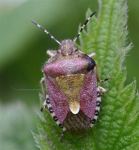 Common Shieldbugs Naturespot