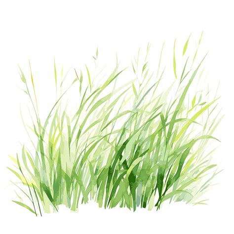 Premium Vector Hand Drawn Grass Watercolor Vector Illustration