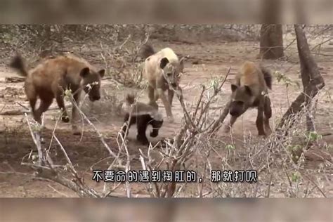 鬣狗围攻不要命的平头哥瞬间火冒三丈哥哥我从来没怂过 瞬间 鬣狗 哥哥