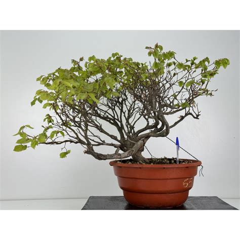 Fagus Sylvatica I 7104