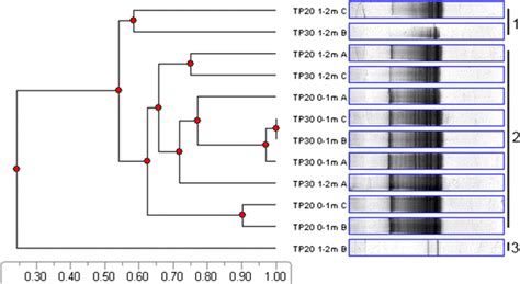 Upgma Analysis Constructed From Similarity Matching Data Dice Sorenson Download Scientific