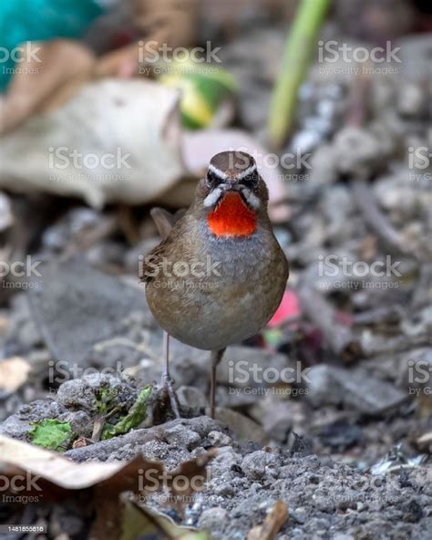 Siberian Rubythroat Or Calliope Calliope Observed In Rongtong In West