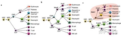 重定义造血祖细胞及重构造血层次结构 知乎