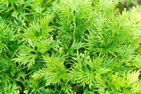 11 Different Types Of Artemisia Flowers Homeporio