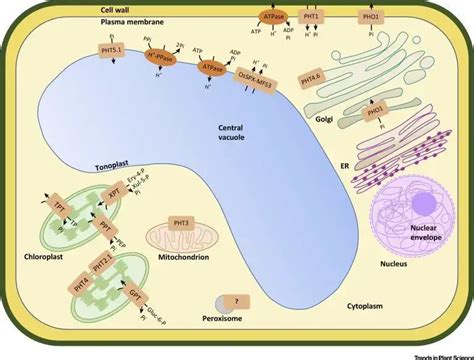 Vacuoles Definition Structure Types Functions And Diagram