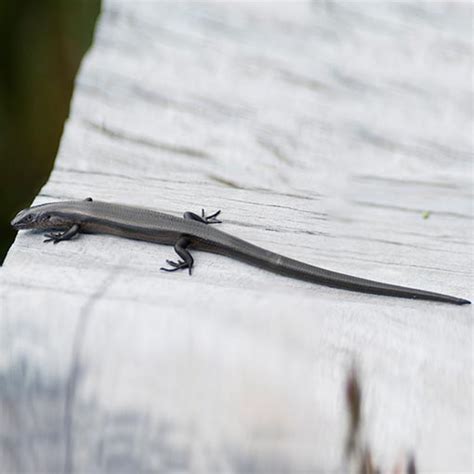 Southern Snow Skink About Tasmania
