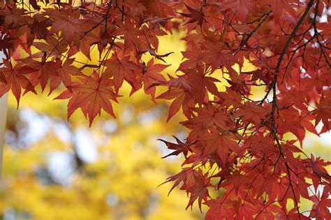 메이플 트리 나뭇잎 잎 Pixabay의 무료 사진 Pixabay