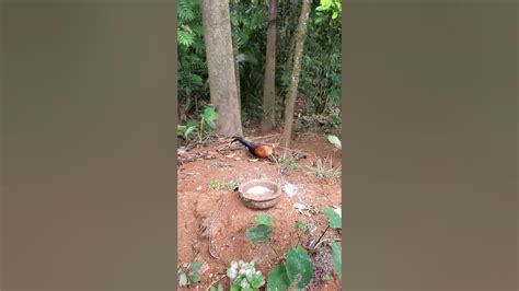 Sri Lankan Junglefowl වලි කුකුළා Youtube