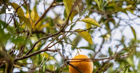 잘 익은 오렌지가 많이 달린 나무 사진 Unsplash의 무료 만들다 이미지