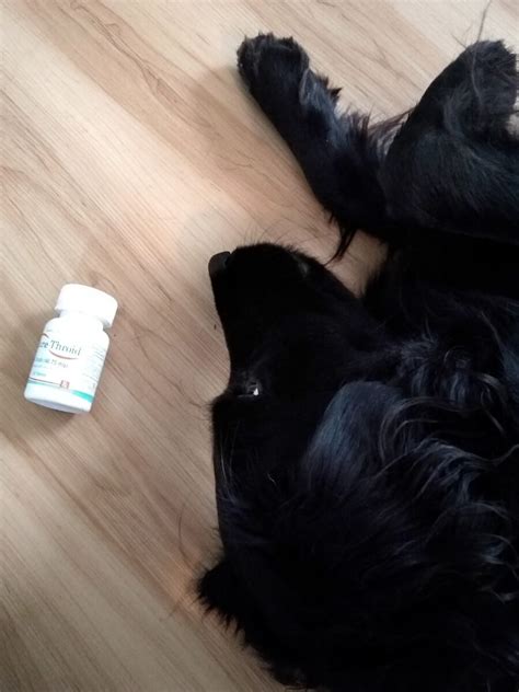 The Dog Ate My Thyroid Medication San Jose Integrative Medicine