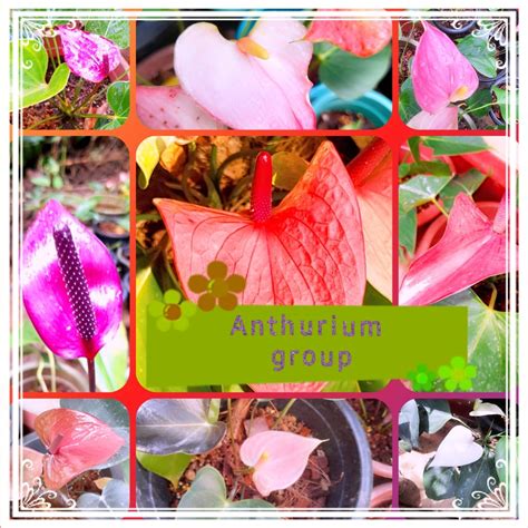 Anthurium වගාකරුවන්ගේ සමූහය
