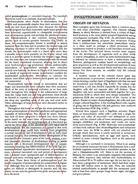 Origin Of Metazoa Pdf Reproduction Biological Evolution