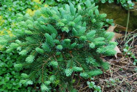 Ель мариорика Мачала (Picea mariorika Machala) - описание сорта, фото ...