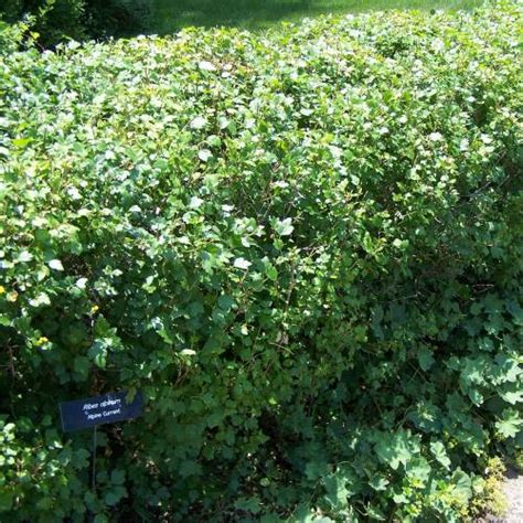 Currant Alpine Buy Currant Alpine Ribes Alpinum