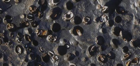 Piddock Spiritual Meaning Symbolism And Totem Explained