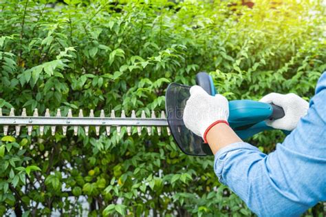Woman Taking Care And Growing Plants Hobby Planting Home Garden