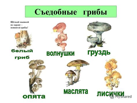 Съедобные И Несъедобные Грибы Картинки Для Детей – Telegraph