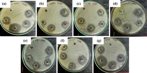 Antimicrobial Activities Diameter Of Clear Zone Inhibition In Mm Of