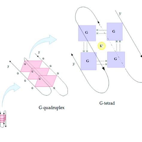 Schematic Representation Of An Antiparallel G Quadruplex Formed From A