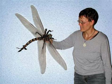 This Is The Largest Known Insect Of All Time With A Wingspan Of 2 5 Ft