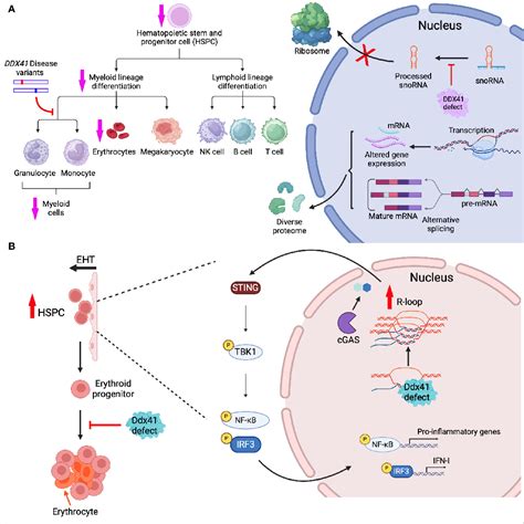 Figure 3 From Multifunctional Role Of Dead Box Helicase 41 In Innate