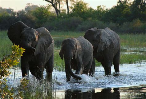 Bespoke African Safaris