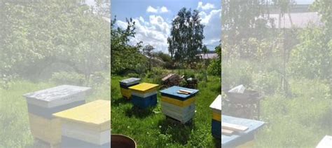 Пчелы купить в Отрадинском Животные и зоотовары Авито