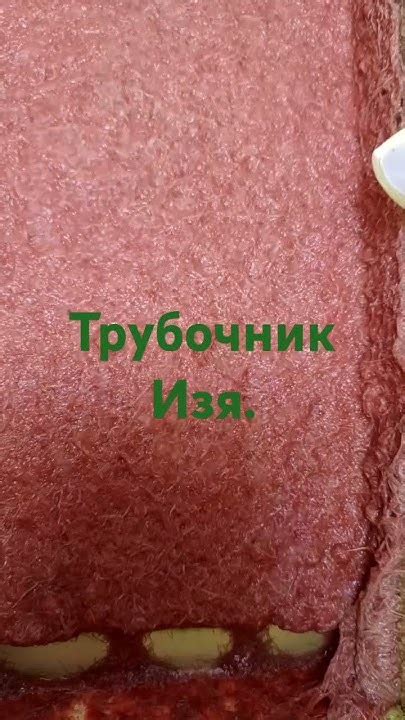 Трубочник Изя. - YouTube