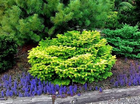 Juniperus Horizontalis Gold Strike Dwarf Golden Creeping Juniper